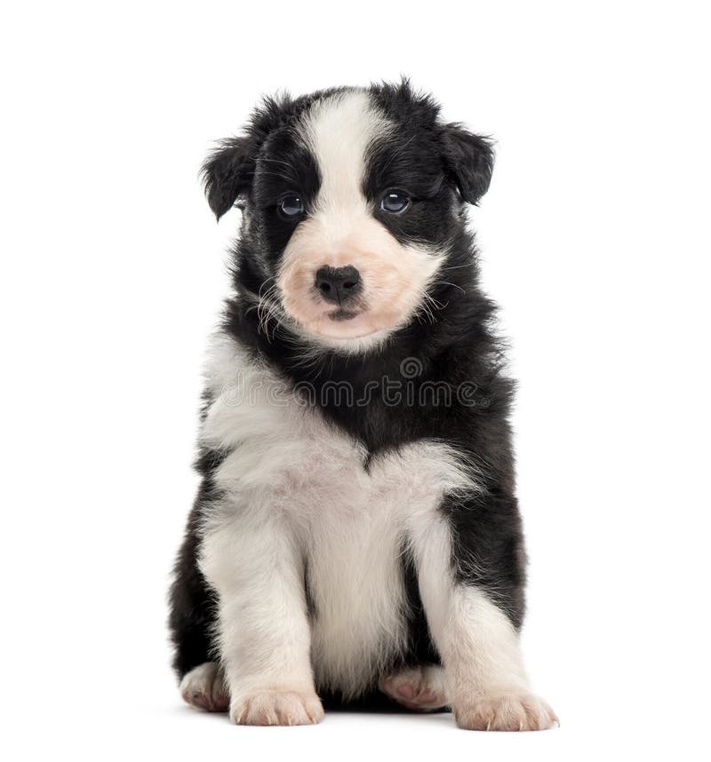 Front View of a Crossbreed Puppy Sitting Stock Image - Image of cute ...