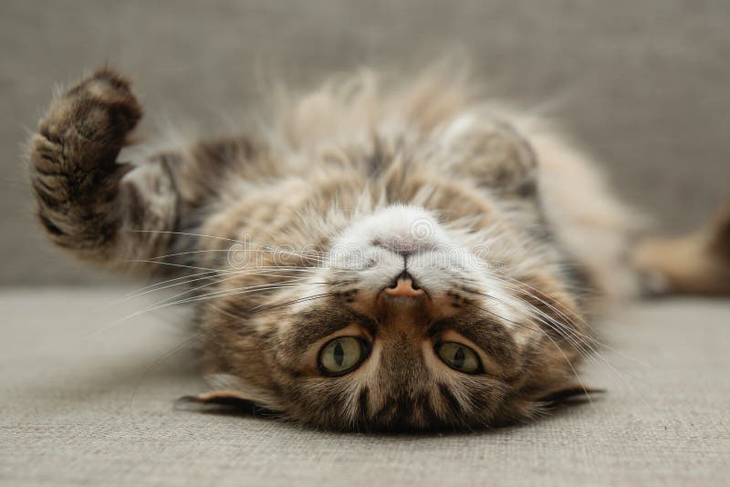 Front View of Cute Beautiful Cat Resting Stock Photo - Image of ...