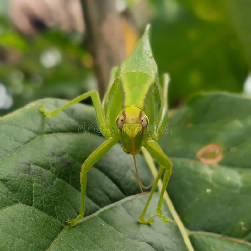 Cute Grasshopper Cub when it& X27;s on the Road Stock Image - Image of ...