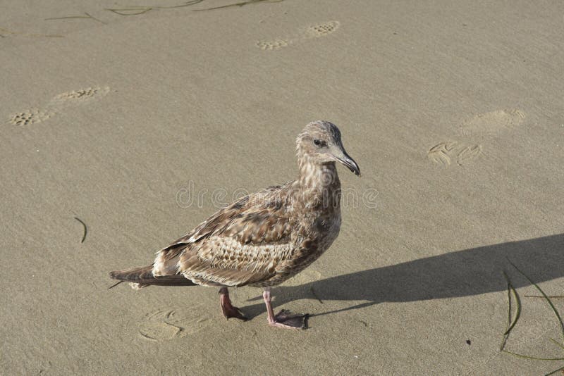 Front View of a Cute Seagull on the Beach of Naples Stock Image - Image ...