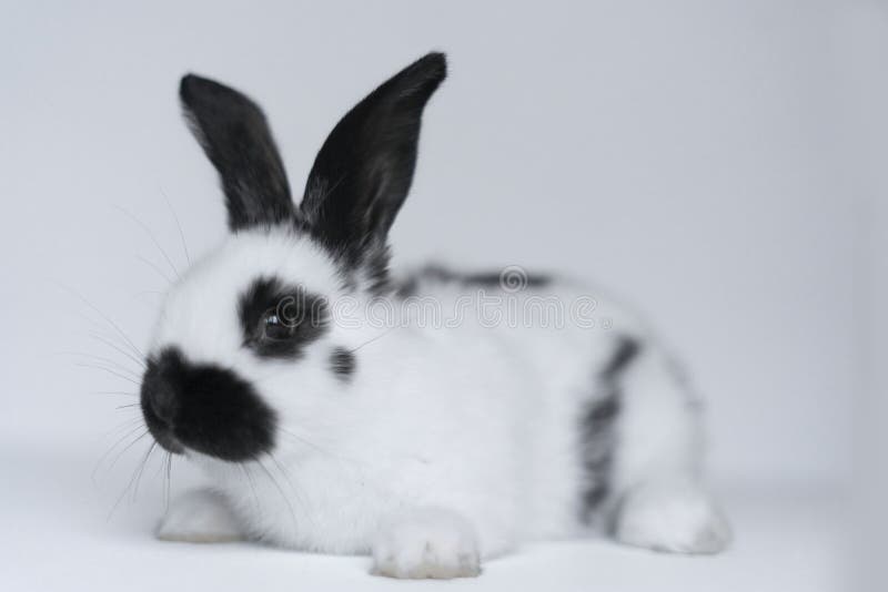 Front View of a Cute White Rabbit on a White Background. Stock Image ...