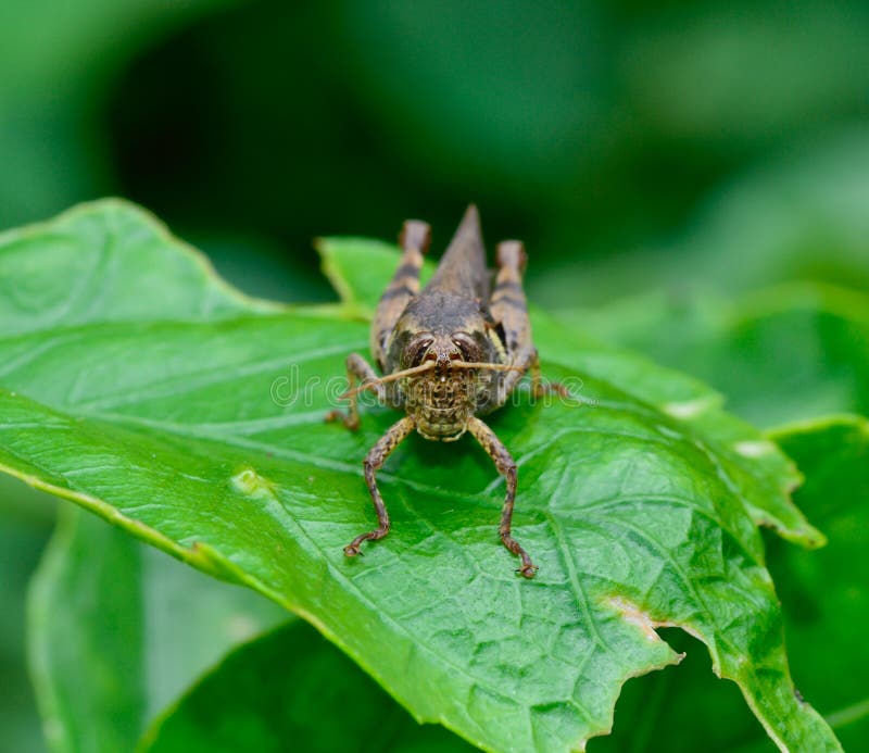 Front View of Dark Brown and Yellow Grasshopper Standing on Gr Stock ...