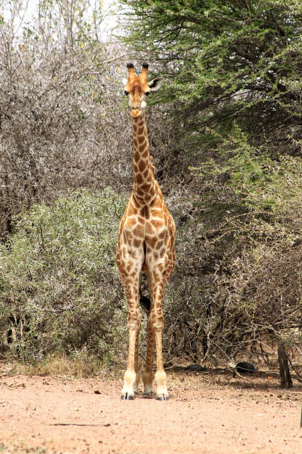 Front View Der Starken Bodied Giraffe, Die Nahe Bei Bäumen Steht ...