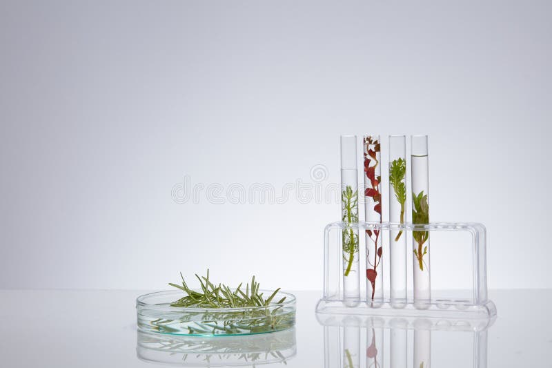A Test Tube, Glass Petri Dish and an Erlenmeyer Flask Filled with Blue ...