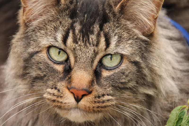 Front View of Domestic Medium Haired Cat Stock Image - Image of close ...