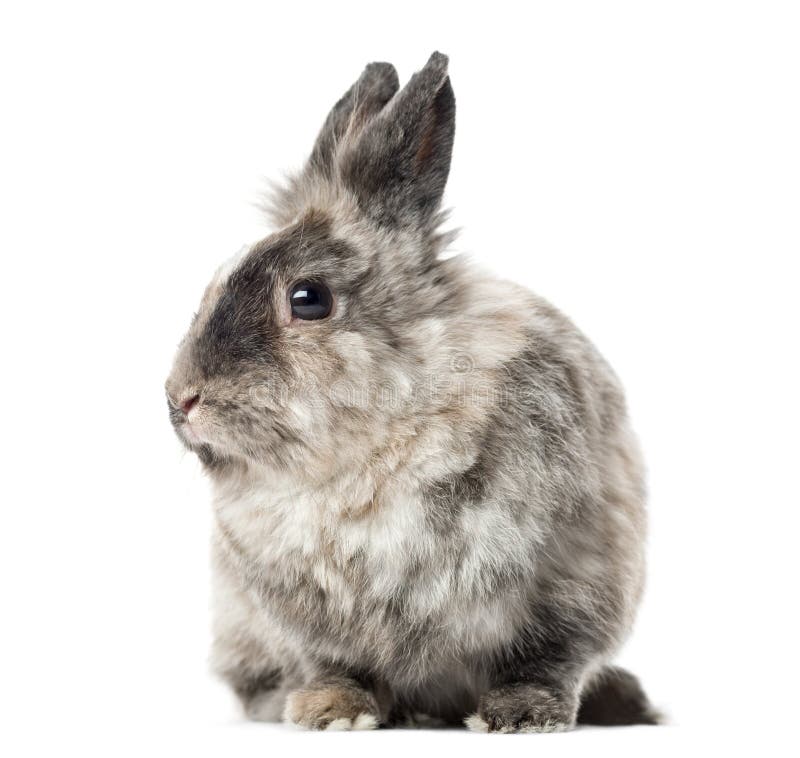Front View of a Domestic Rabbit, Isolated Stock Image - Image of ...