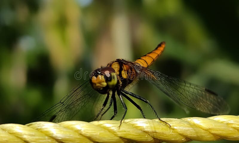 Front View of a Dragonfly Sitting on a Rope Against Natural Background ...