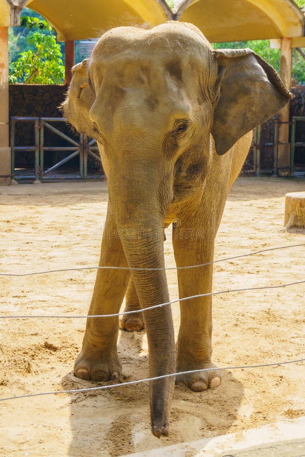 Elephant Walking Front View Stock Photo - Image of herbivore, maximus ...