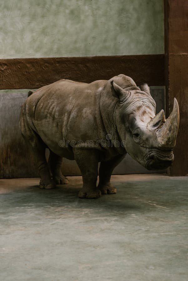 Front View of Endangered White Rhino Standing Stock Photo - Image of ...
