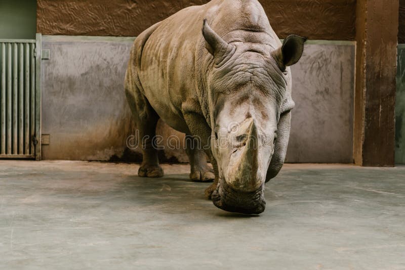 Front View of Endangered White Rhino Stock Photo - Image of zoology ...