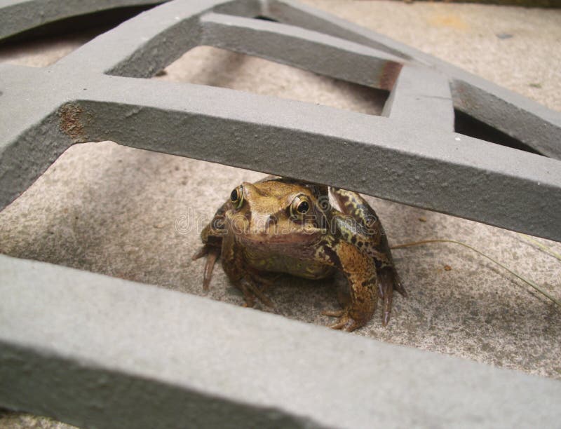 Front View of European Common Frog Beneath Umbrella Stand Stock Photo ...