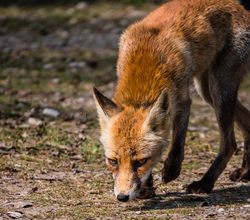 Front View of a Young Fox in Late Summer Stock Image - Image of mammal ...