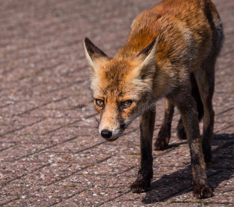Front View of a Young Fox in Late Summer Stock Image - Image of ...