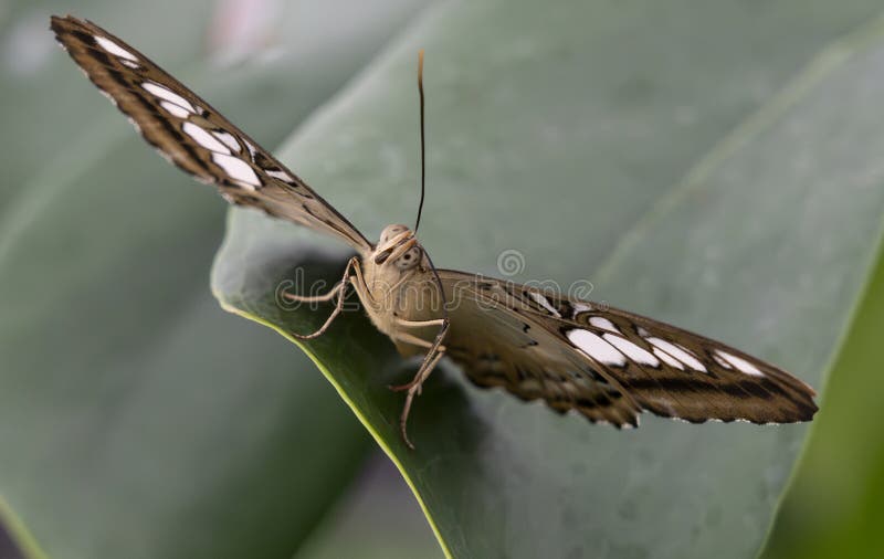 Front View of Eye,antennae and Proboscis of Clipper Butterfly Stock ...