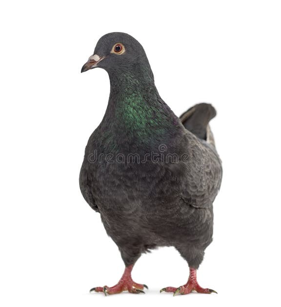 Front View of a Fancy Pigeon Stock Image - Image of white, shot: 77490493