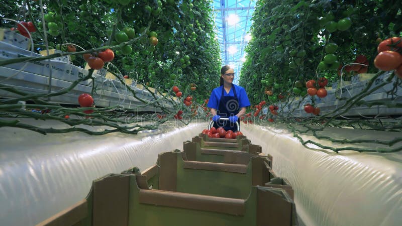 Front View of a Female Greenery Worker Transporting Tomatoes Stock ...
