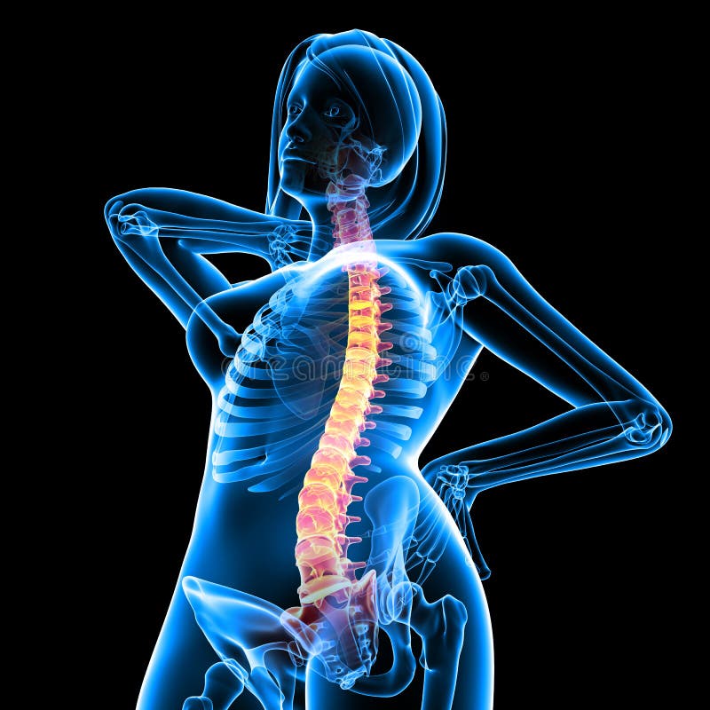 Front View of Female Skeleton with Back Pain Stock Illustration ...