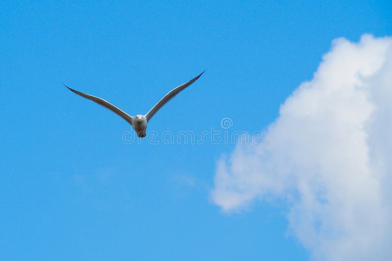 Front View of a Flying Bird Stock Photo - Image of wide, seagull: 212590660