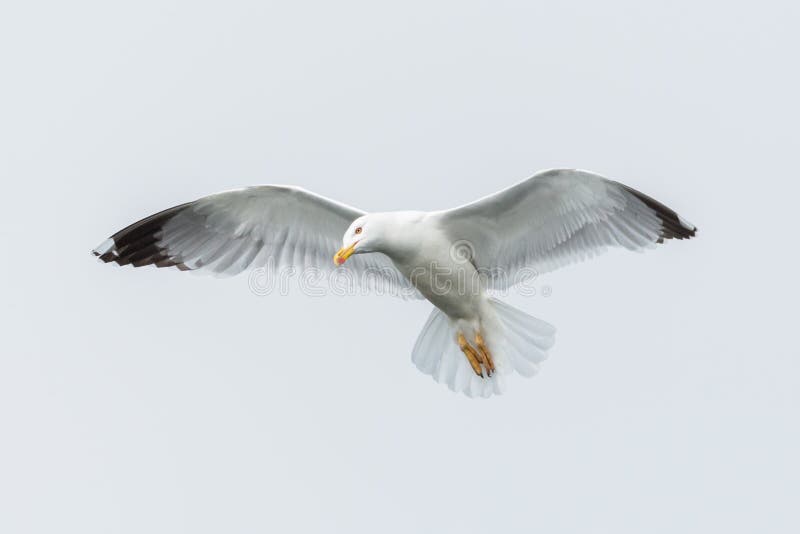 Front View Flying Yellow-legged Gull Larus Michahellis Stock Image ...