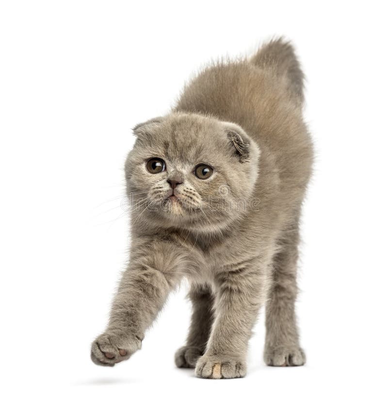 Front View of a Foldex Kitten Stretching Isolated on White Stock Image ...