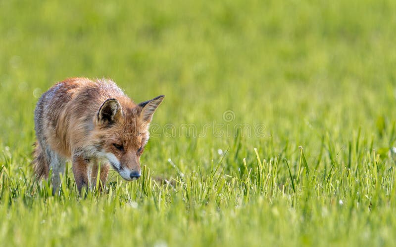 A Red Fox in the Fresh Cut Grass Looking for Prey Stock Image - Image ...