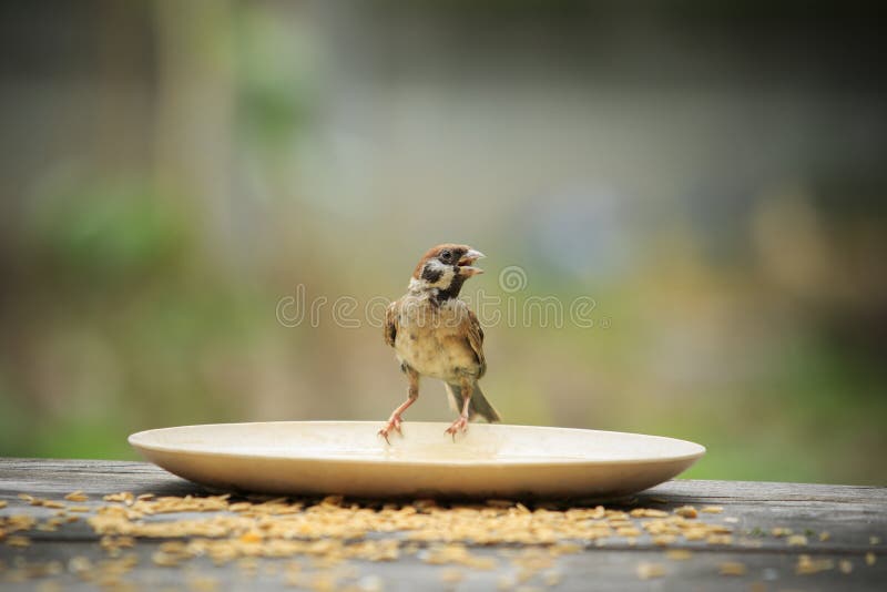Front View of Full Body Eurasian Tree Sparrow with Green Blur Ba Stock ...