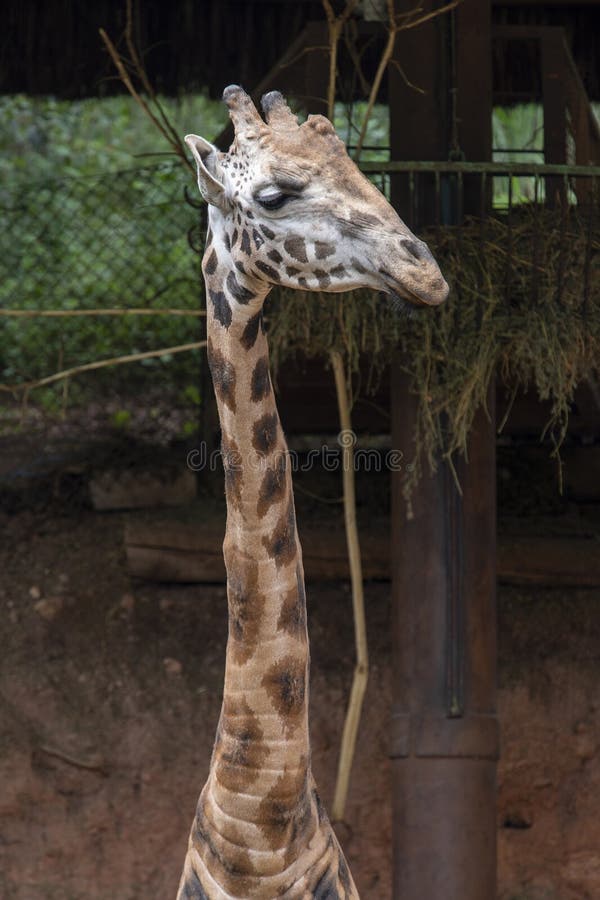 View of a giraffe stock image. Image of nature, natural - 269708145