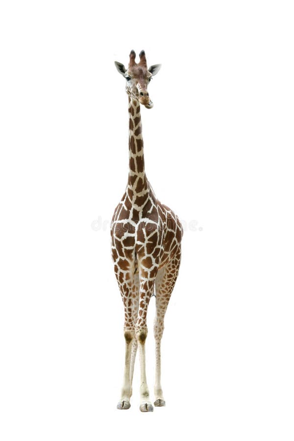 Front view giraffe stock image. Image of animal, head, offspring - 706515