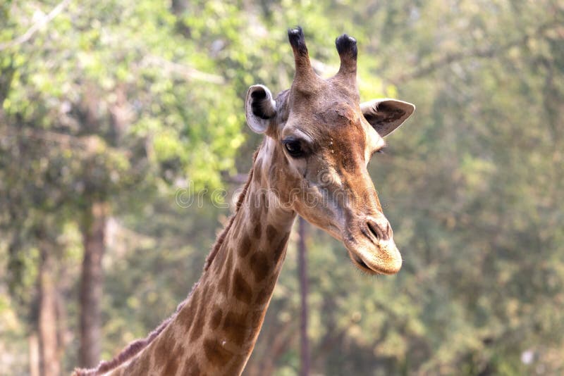 646 Front View Giraffe Stock Photos - Free & Royalty-Free Stock Photos ...