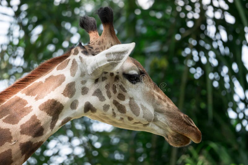 638 Front View Giraffe Stock Photos - Free & Royalty-Free Stock Photos ...