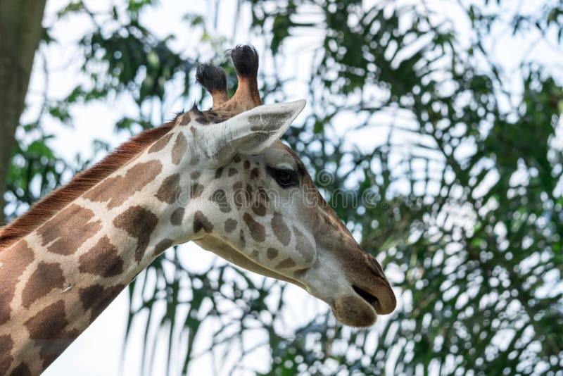 638 Front View Giraffe Stock Photos - Free & Royalty-Free Stock Photos ...