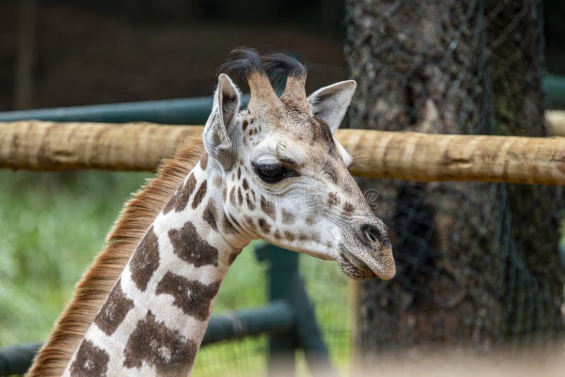 537 Front View Giraffe Photos - Free & Royalty-Free Stock Photos from ...