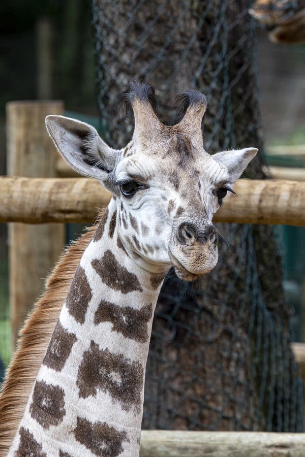 537 Front View Giraffe Photos - Free & Royalty-Free Stock Photos from ...