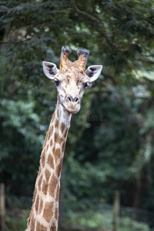 537 Front View Giraffe Photos - Free & Royalty-Free Stock Photos from ...