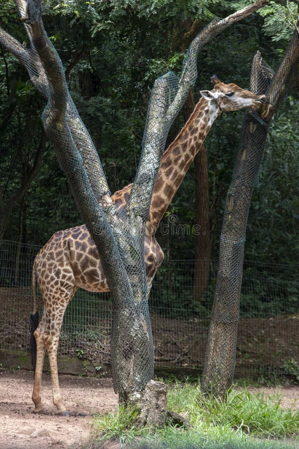 View of a Giraffe Feeding in a Tall Tree Stock Image - Image of giraffa ...