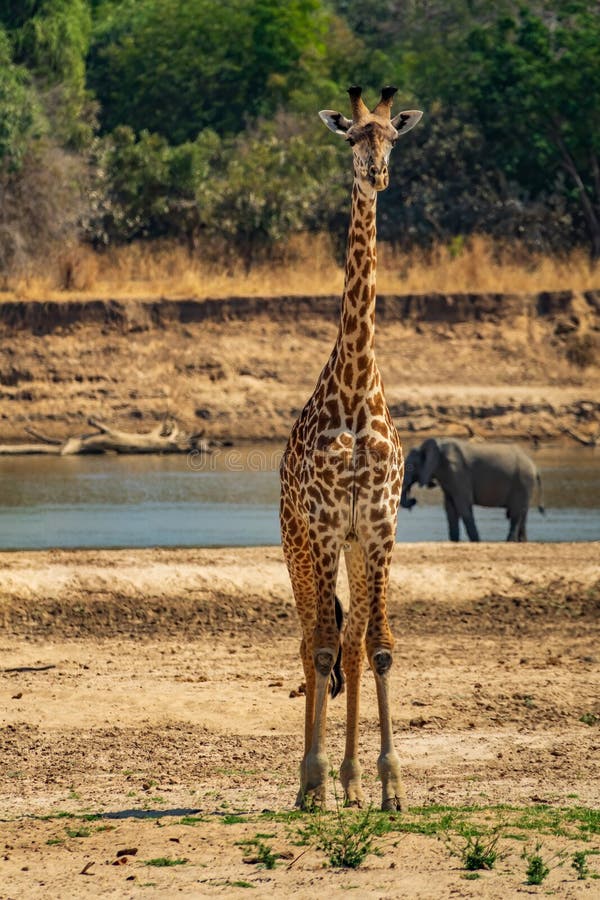 638 Front View Giraffe Stock Photos - Free & Royalty-Free Stock Photos ...
