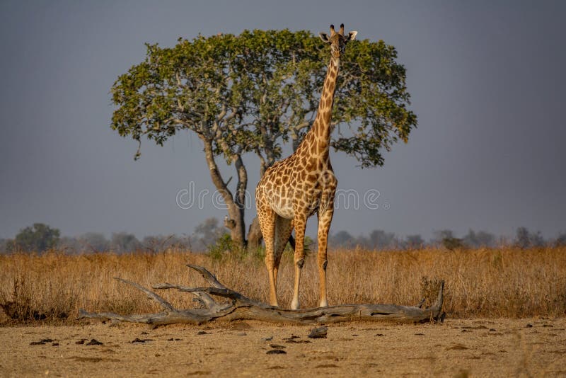 Giraffe Looking To Walking Leopard in the Wild Stock Image - Image of ...