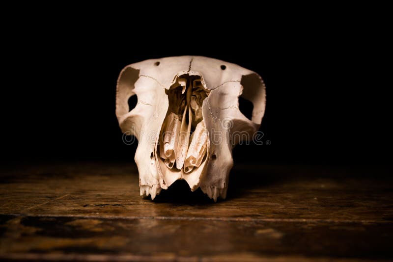 Goat Skull Teeth Stock Photos - Free & Royalty-Free Stock Photos from ...