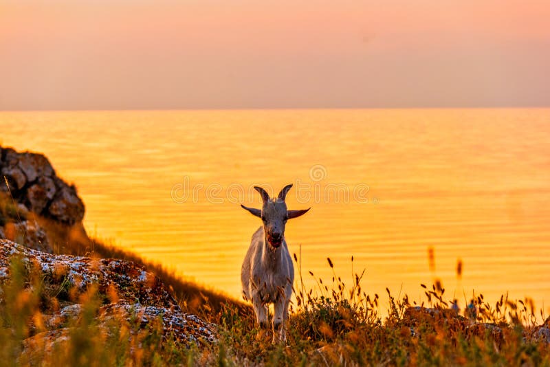 Front View of the Goat Standing on Rocks Stock Image - Image of land ...