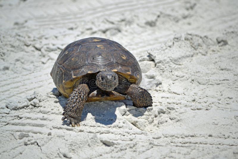 A Front View of a Gopher Tortoise Walking Across Tire Tracks on the ...