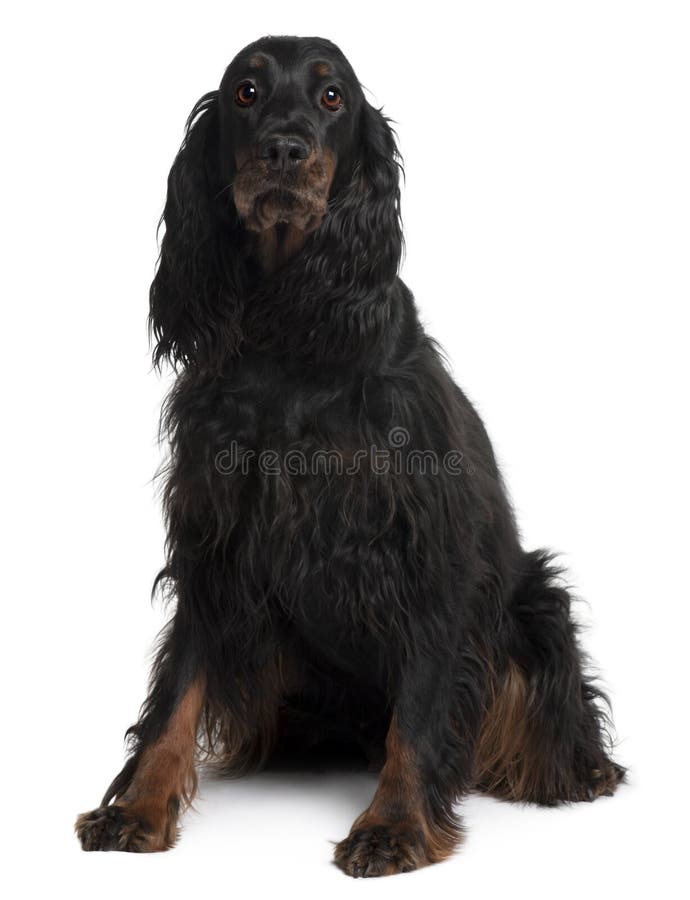 Front View of Gordon Setter Dog, Sitting Stock Photo - Image of away ...