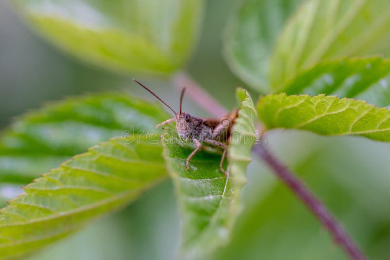 Front View of a Grasshopper Sitting in Green Leaves Stock Image - Image ...
