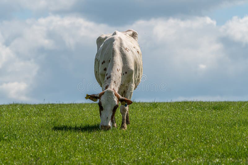 Front View of a Grazing Cow on the Field Stock Image - Image of ...