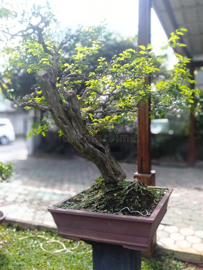 Front View or Green of Bonsai Flower Stock Image - Image of bonsai ...