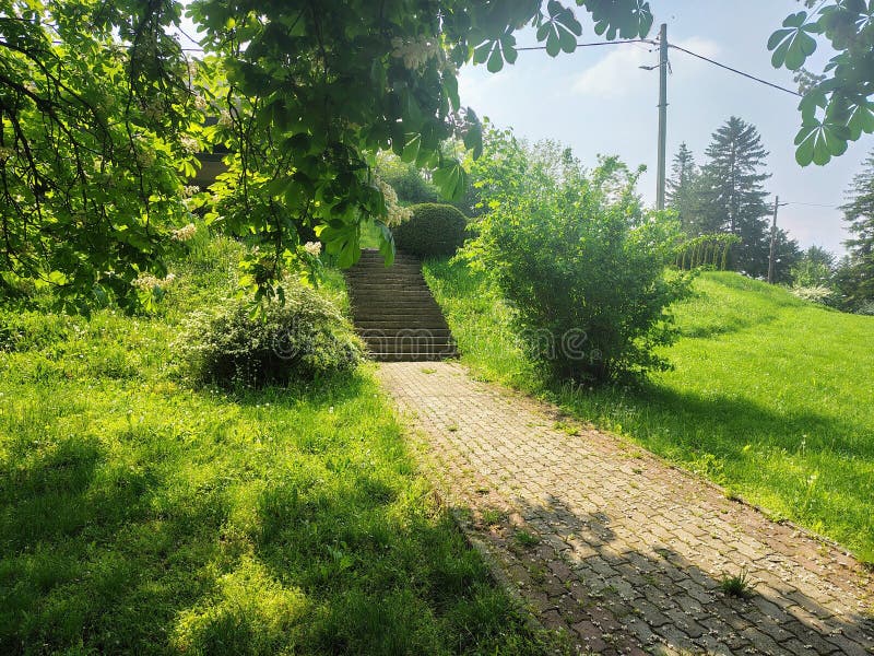 Green bushes. stock photo. Image of bushes, fresh, covered - 158436964