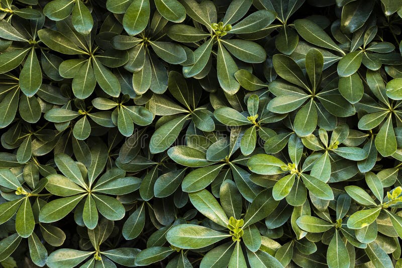 Front View Green Leaves. High Quality Photo Stock Photo - Image of ...