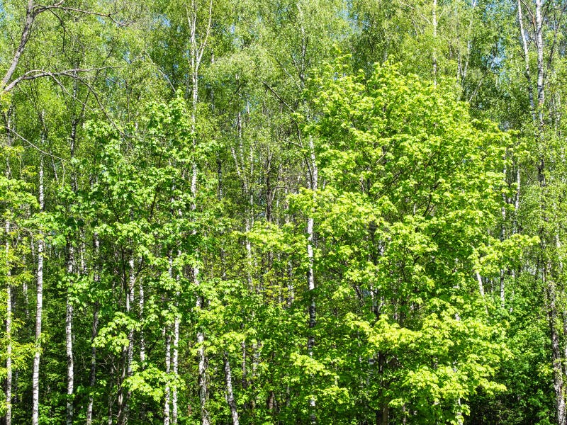Front View of Green Trees in Forest on Sunny Day Stock Image - Image of ...