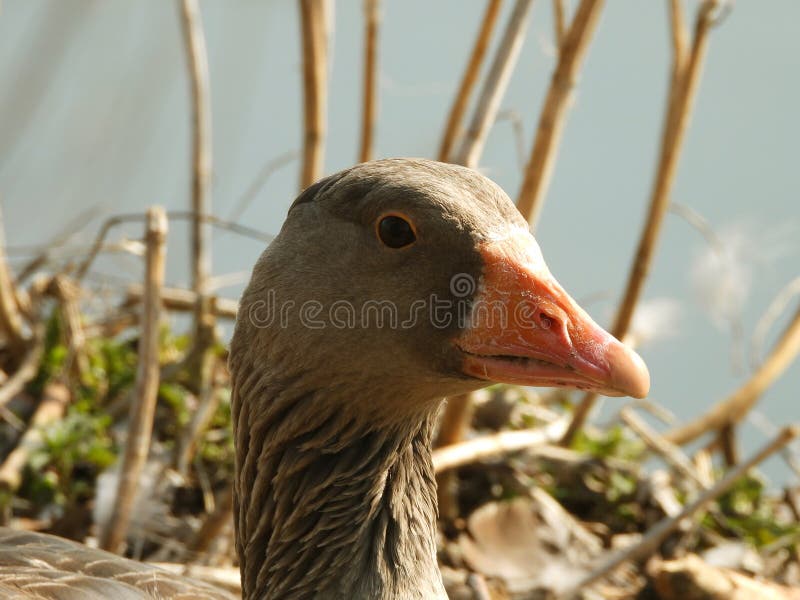 Front View of a Greylag Goose Head Stock Image - Image of goose, tree ...