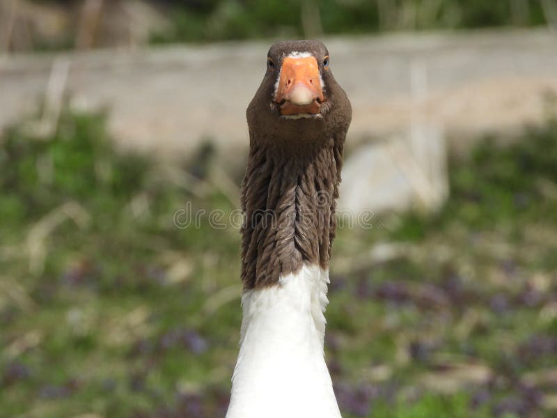 402 Goose Front View Stock Photos - Free & Royalty-Free Stock Photos ...