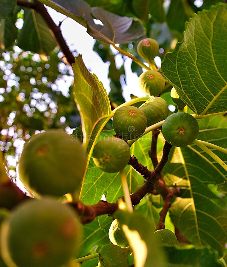 Group of figs at the tree stock image. Image of natural - 124966065